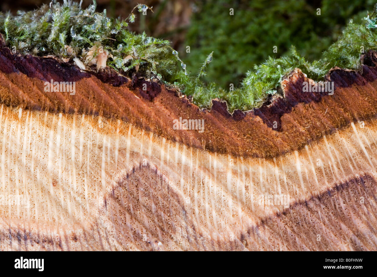 Cross section through sawn timber in Grizedale Forest Stock Photo - Alamy