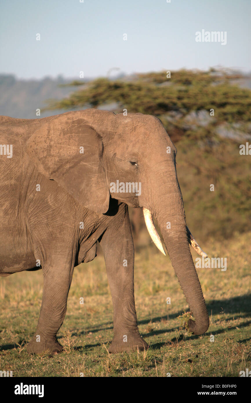 Single elephant hi-res stock photography and images - Alamy