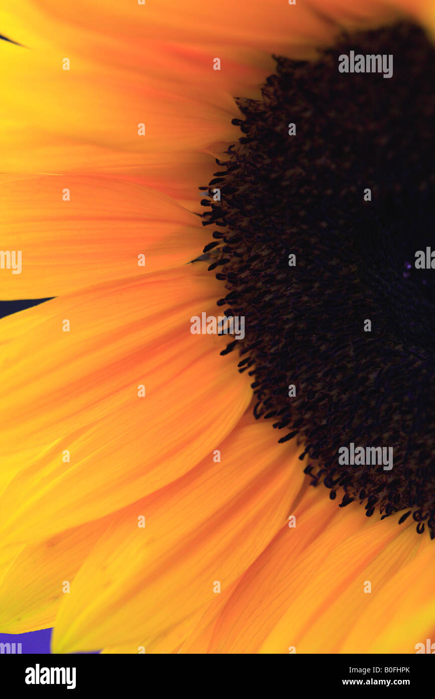 Close up of the florets and petals of a sunflower Stock Photo - Alamy
