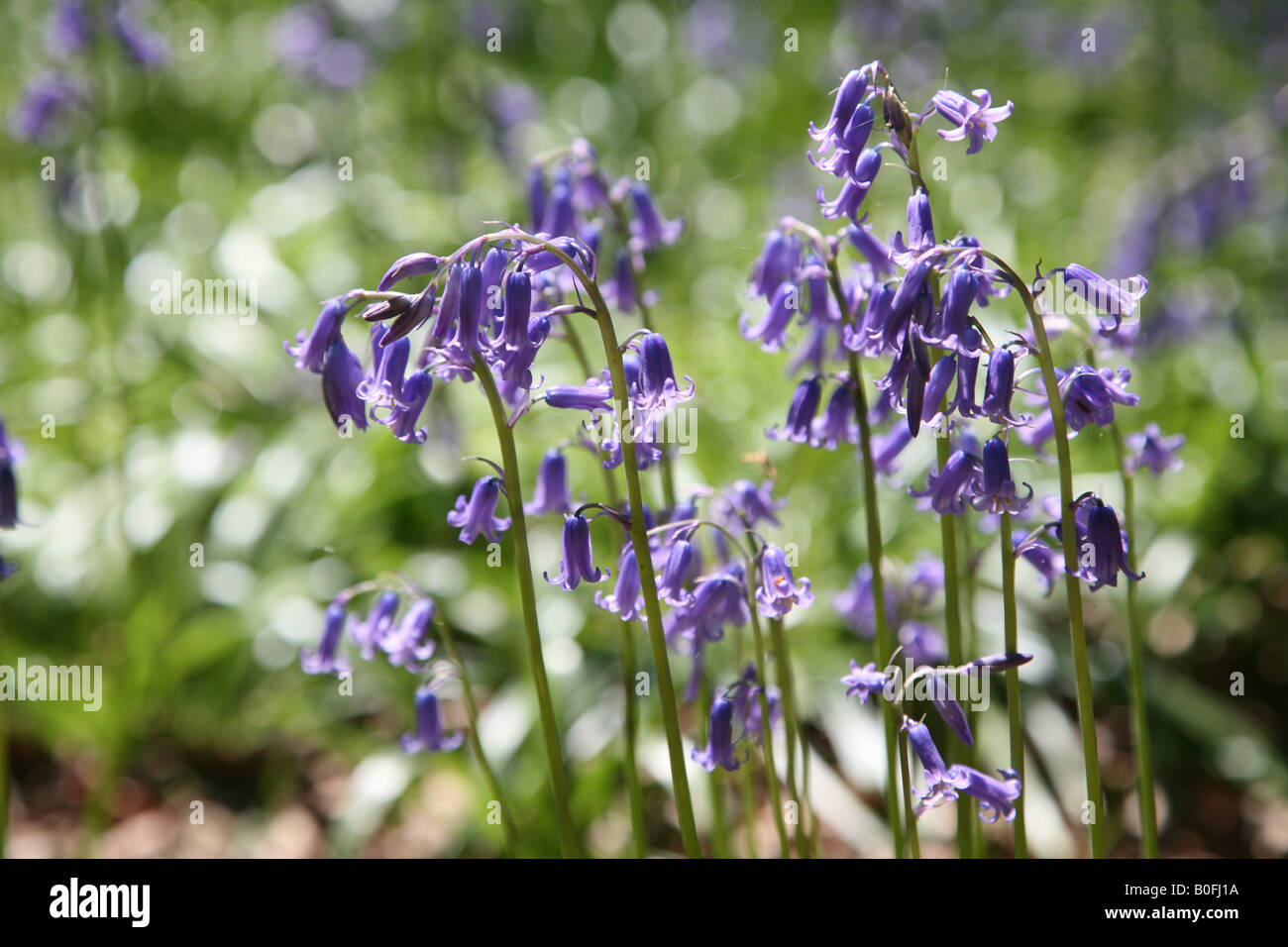English bluebell hyacinthoides non scripta hi-res stock photography and ...