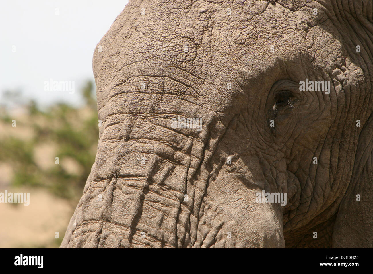 Elephant face hi-res stock photography and images - Alamy