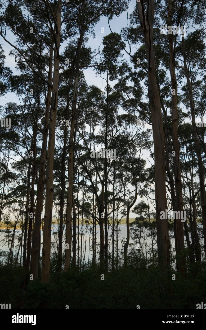 Native forest karri trees hi-res stock photography and images - Alamy