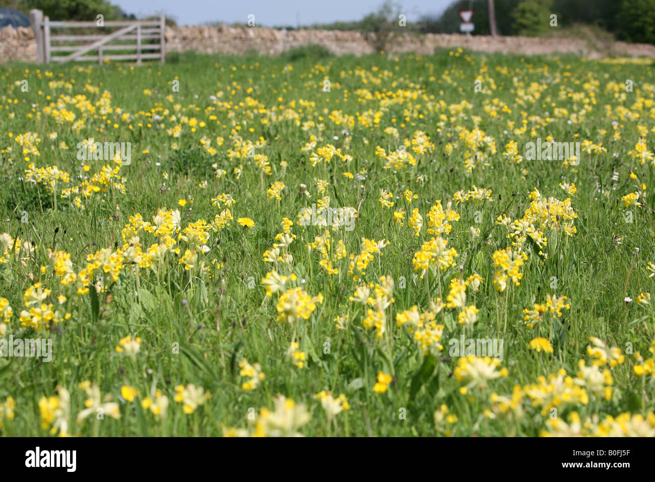 Field of Cowslips Stock Photo - Alamy