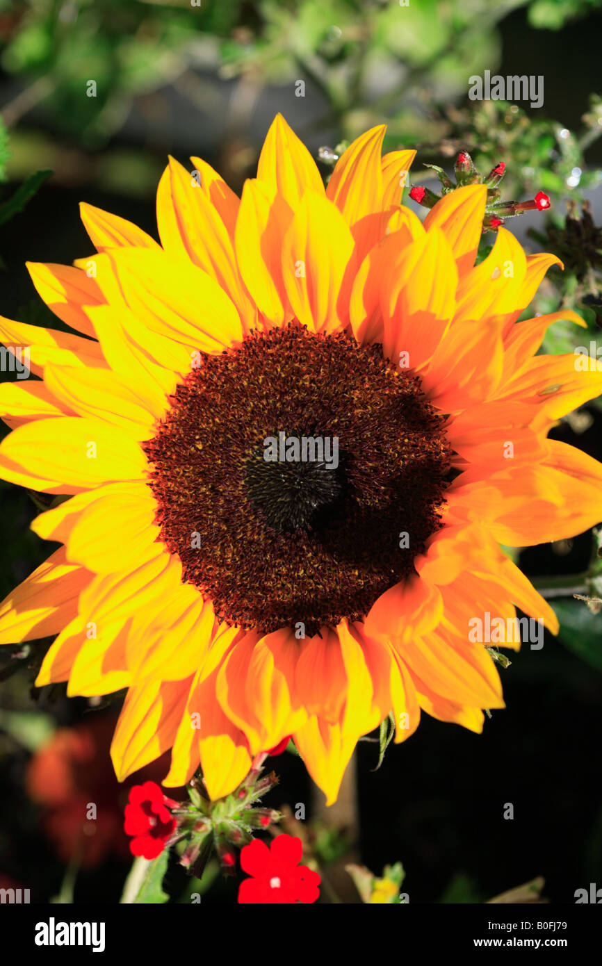 Bright yellow sunflower and tiny red flowers Stock Photo - Alamy