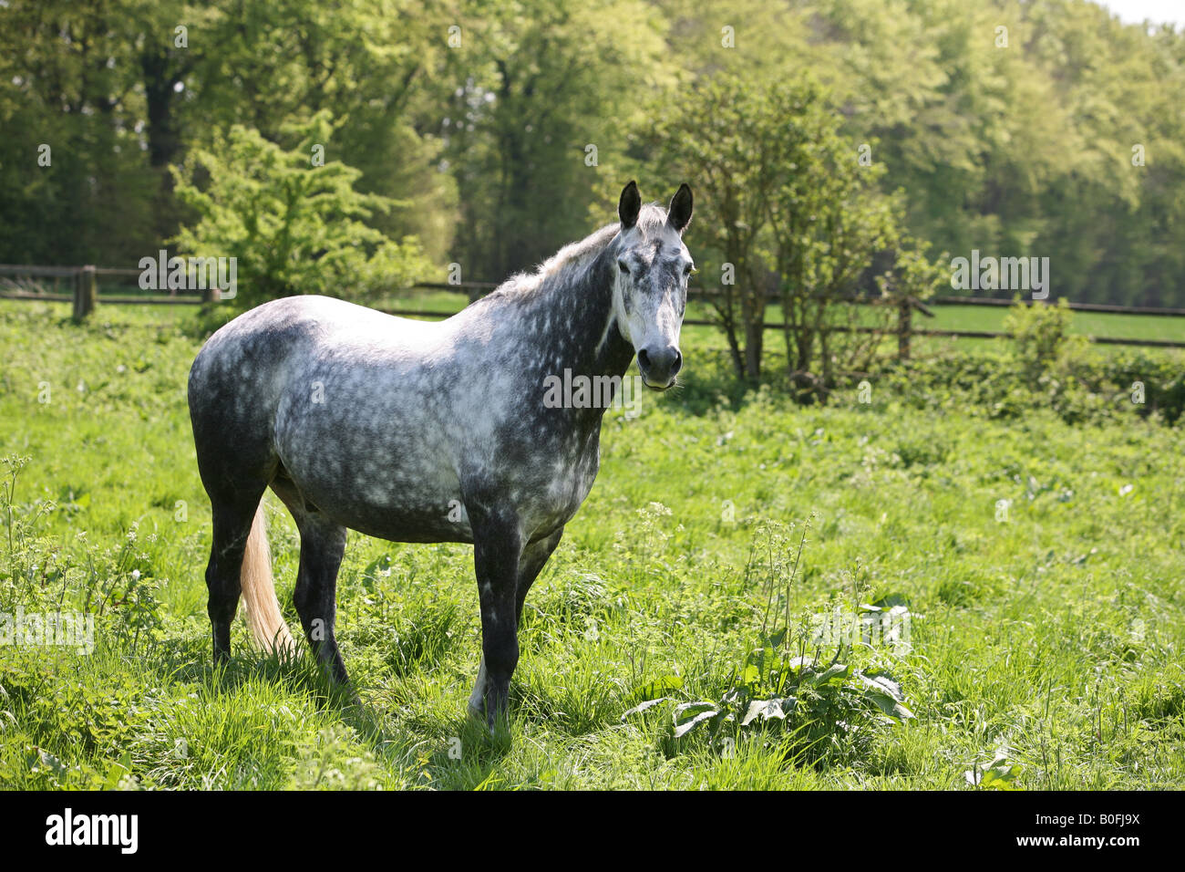 Dapple grey stallion Stock Photo - Alamy