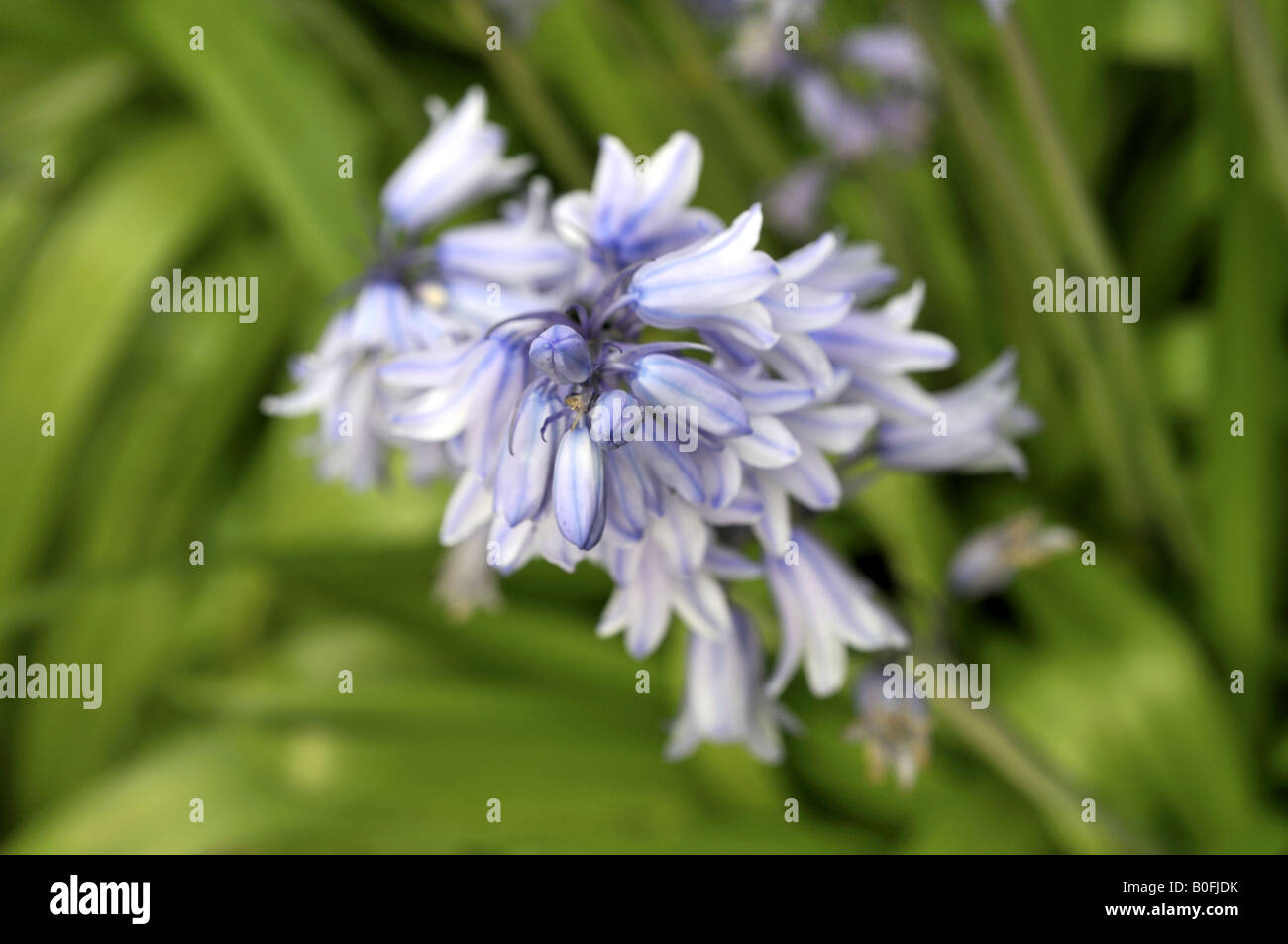 Spanish Bluebell Hyacinthoides hispanica Stock Photo - Alamy