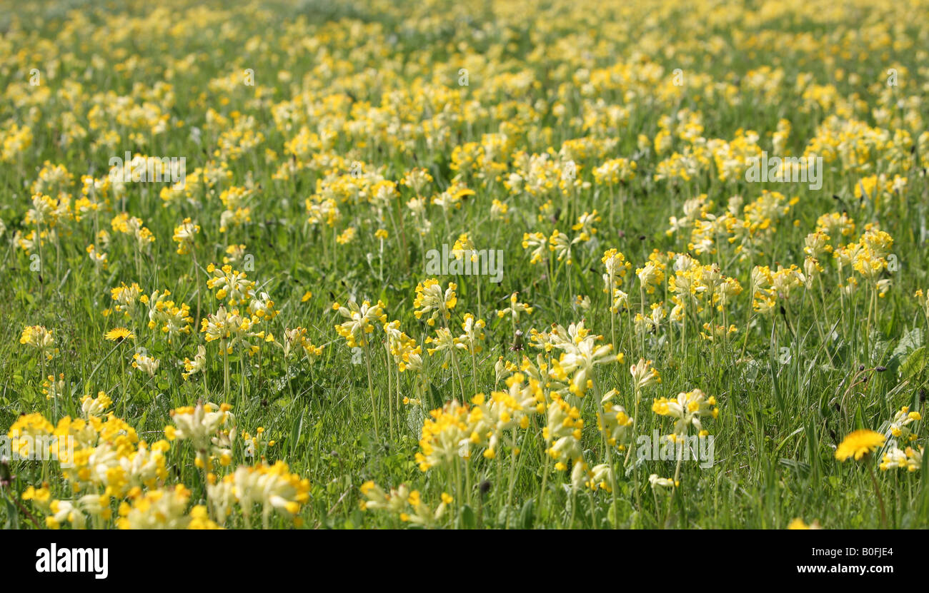Field of Cowslips Stock Photo - Alamy