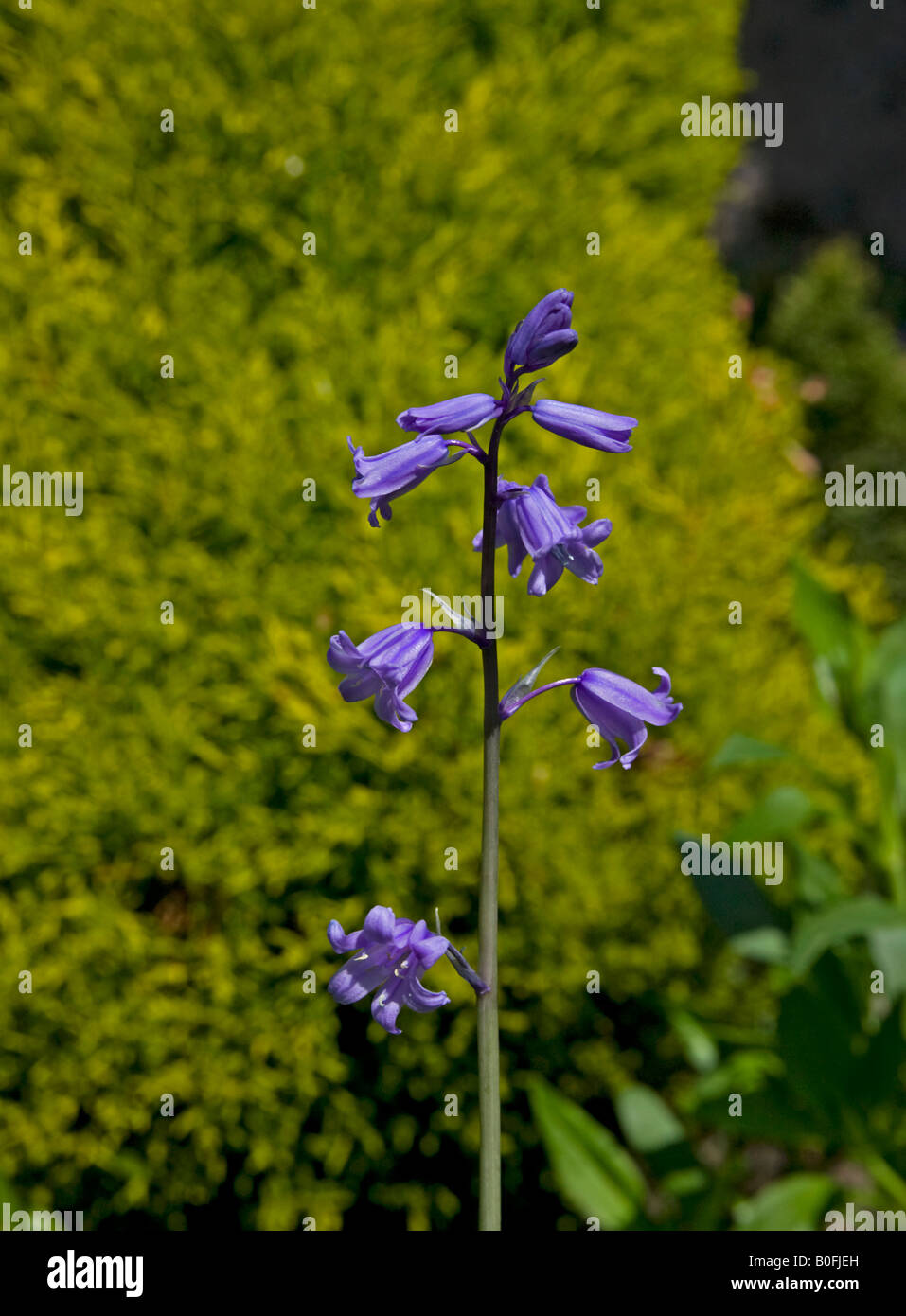 Bluebell flowers in Scotland in spring Stock Photo - Alamy