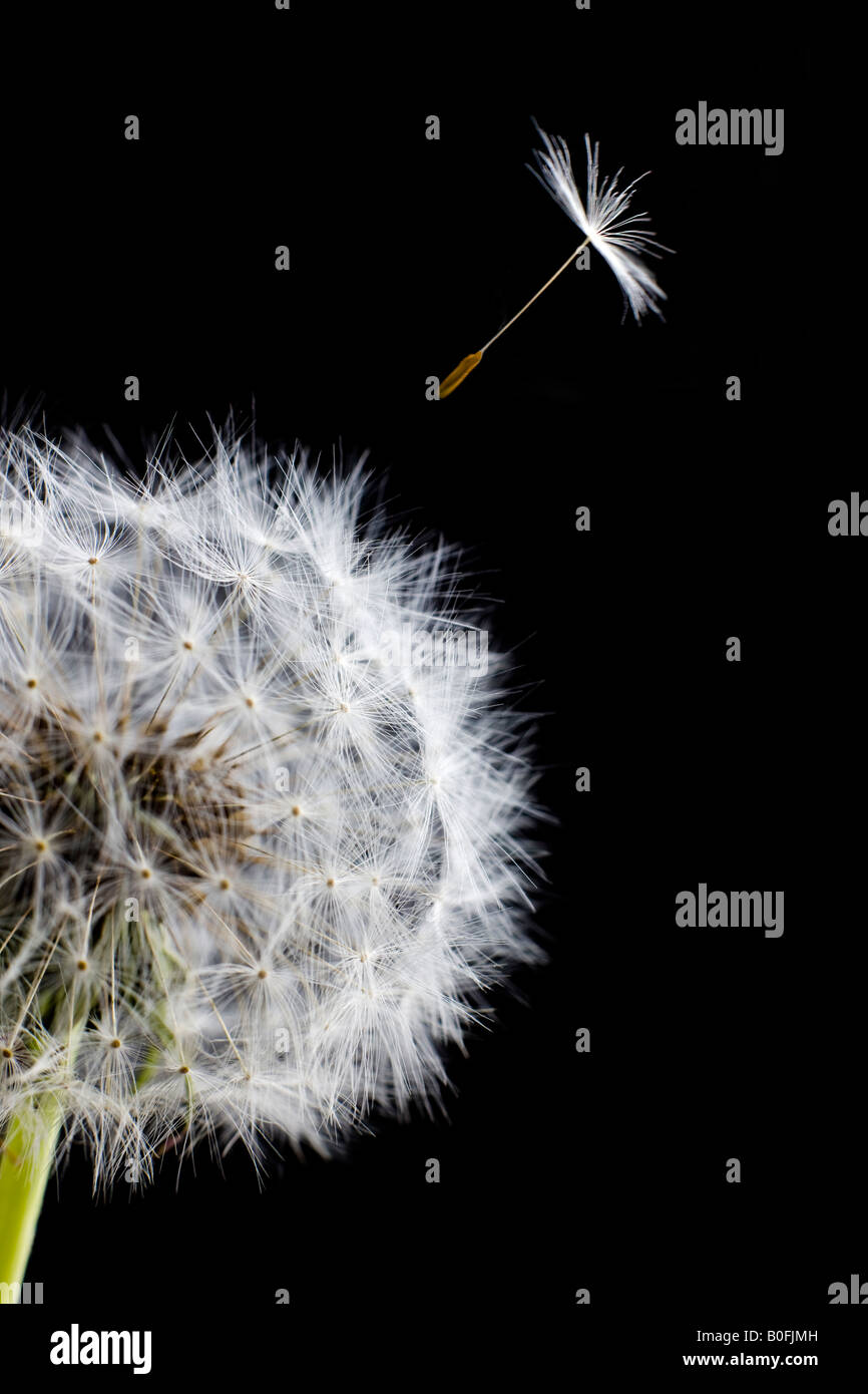 Dandelion Flower seed head Taraxacum officinale Asteraceae closeup with ...