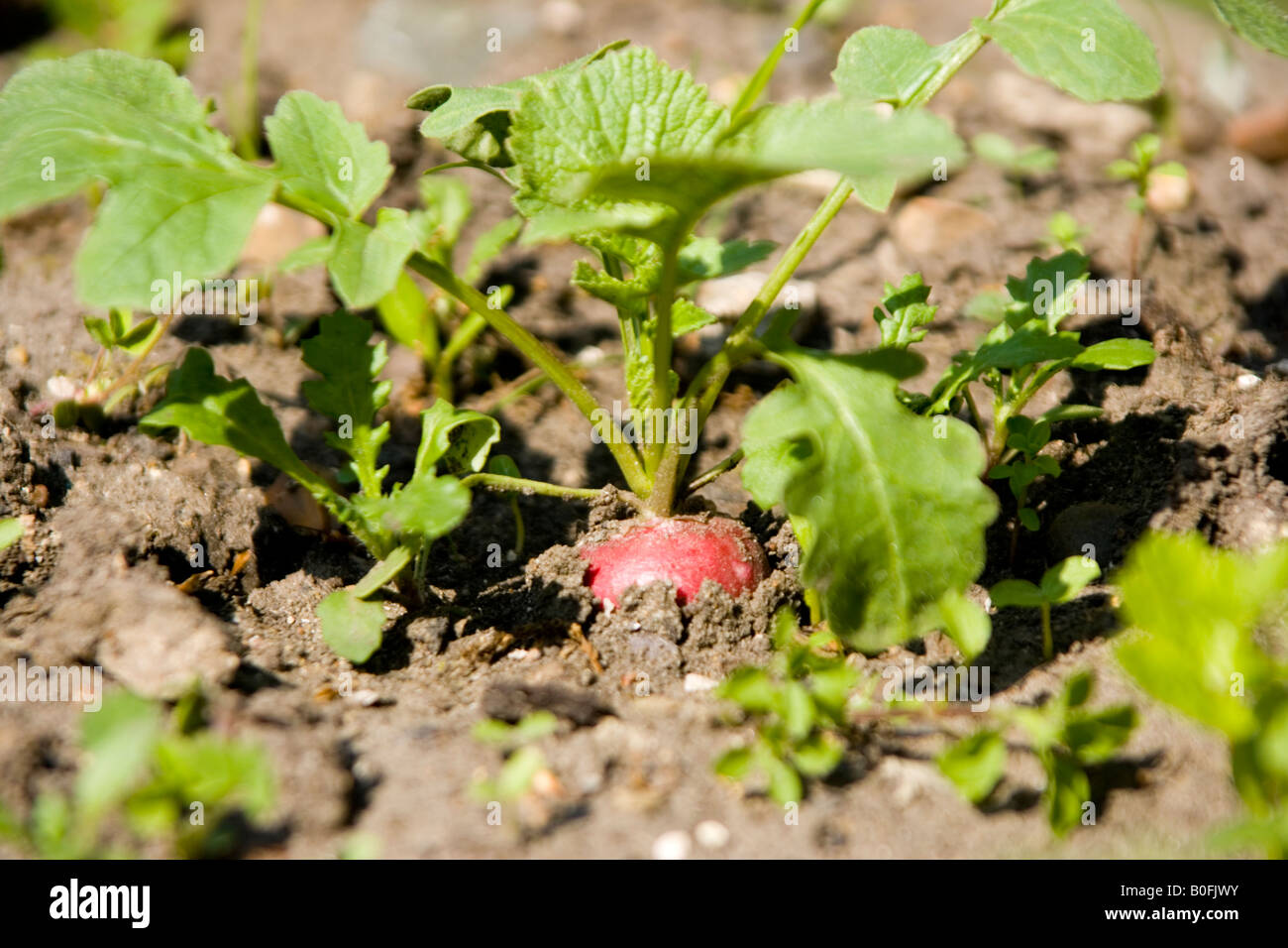 Organic radish grown in a garden in South London Stock Photo - Alamy