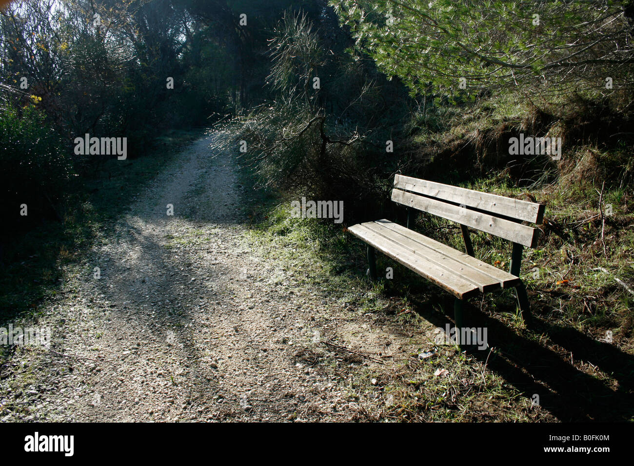 one bench in woods with path in countryside Stock Photo - Alamy