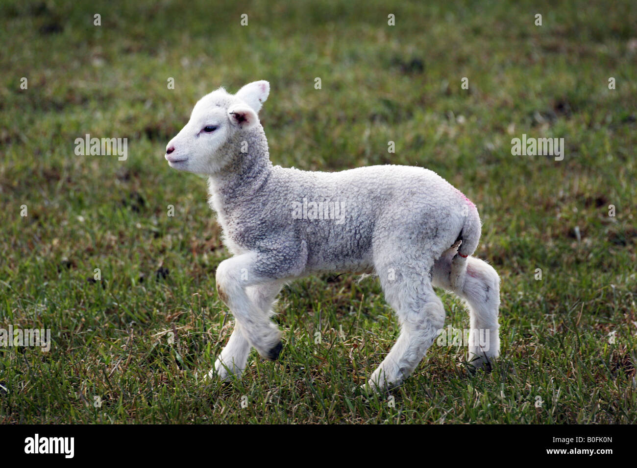 Newborn lamb in a field in a Steeple Bumstead on the Essex Suffolk ...