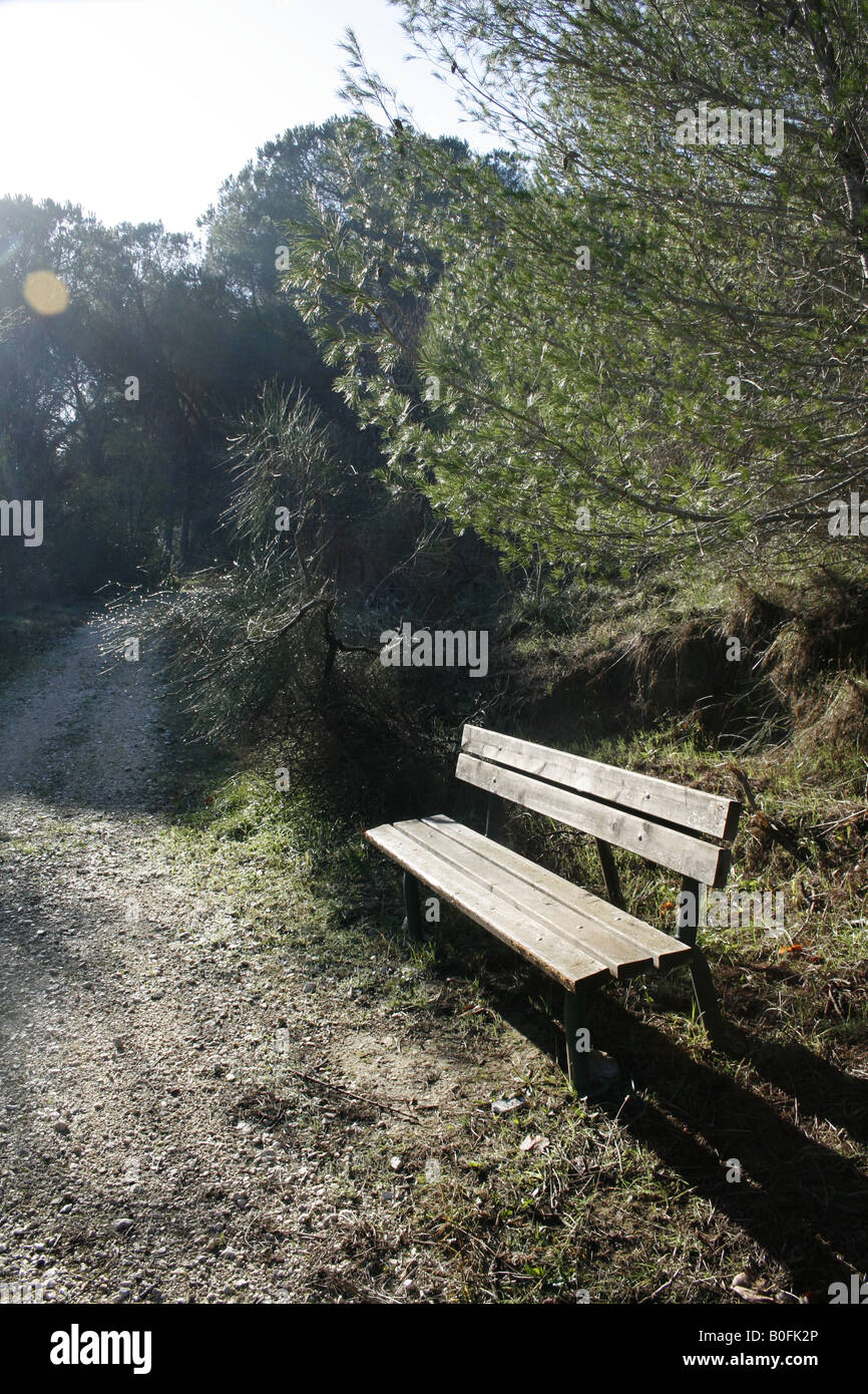 one bench in woods with path in countryside Stock Photo - Alamy