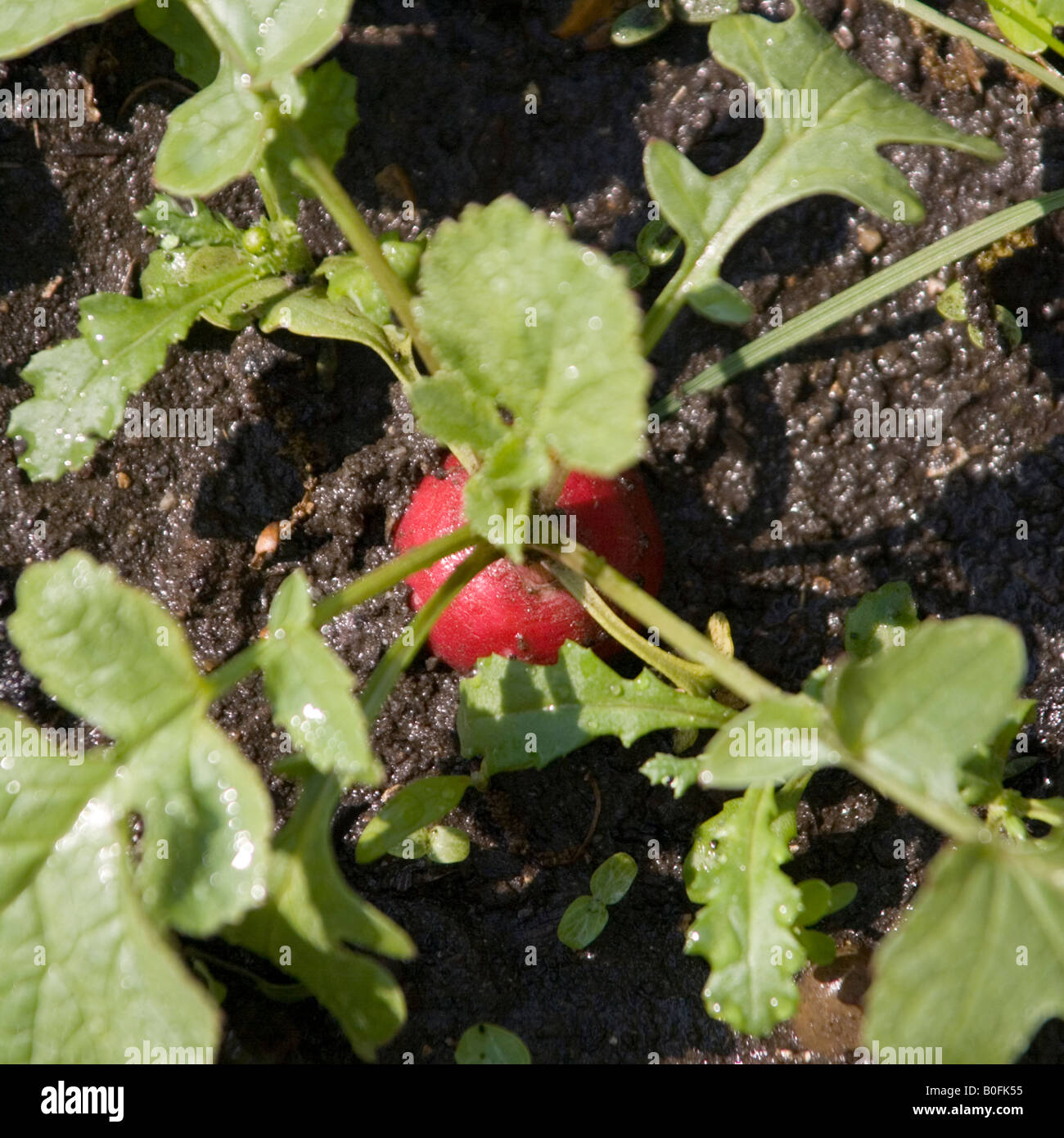 Organic radish grown in a garden in South London Stock Photo - Alamy