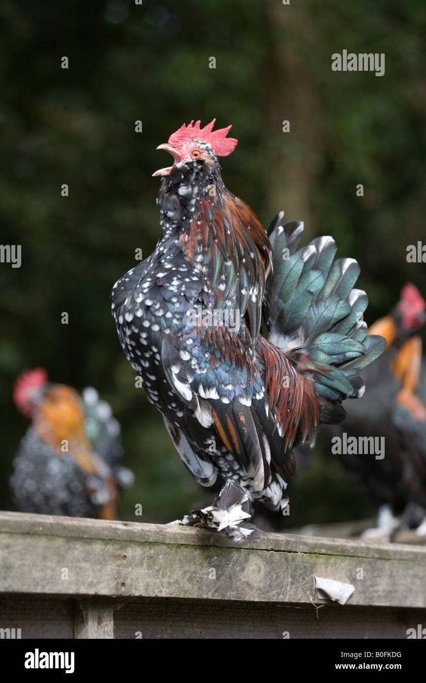 cockerel crowing cornwall Stock Photo - Alamy