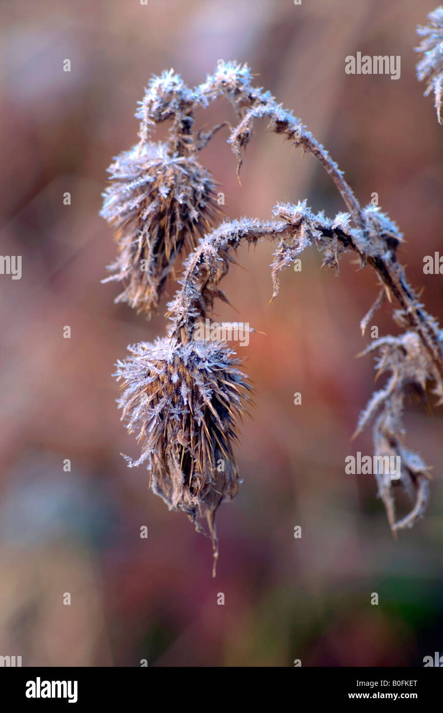 frost on plants early morning winter cornwall Stock Photo - Alamy