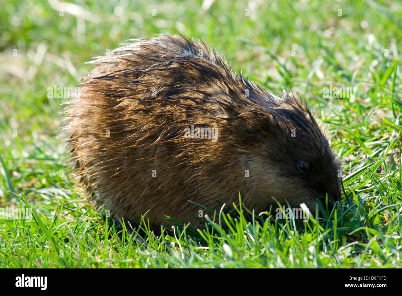 Grass beaver hi-res stock photography and images - Alamy