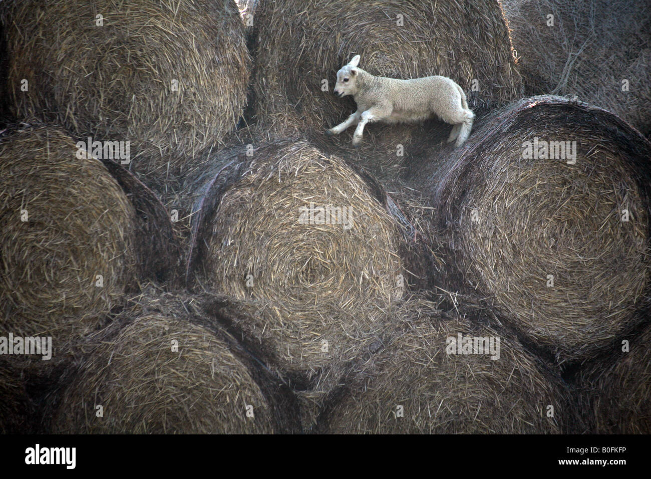 Baby lamb jumping hi-res stock photography and images - Alamy