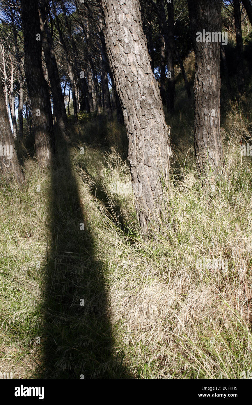 one tree trunk shadow in pine wood forest in countryside Stock Photo ...