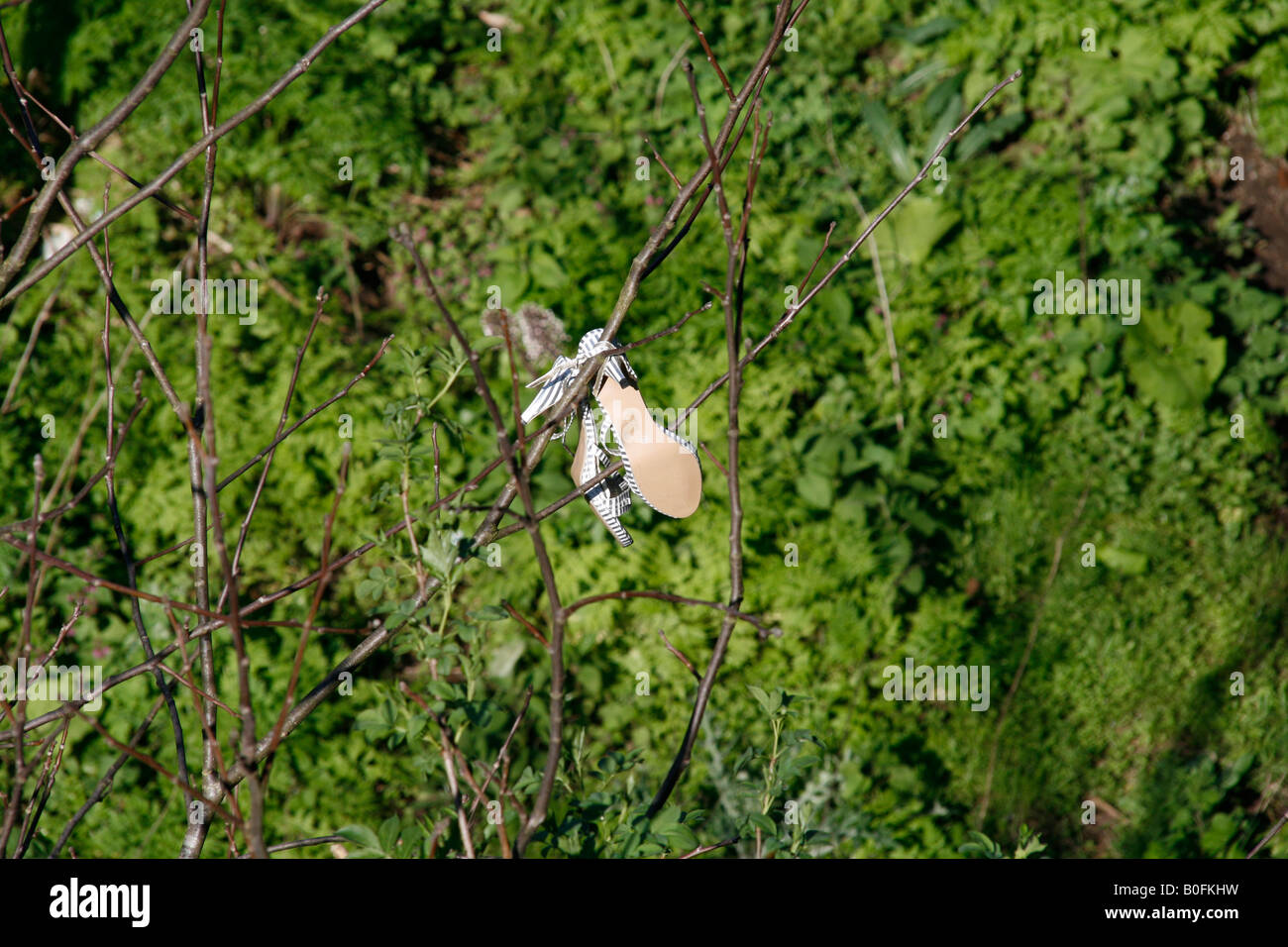 Heels and branches hi-res stock photography and images - Alamy