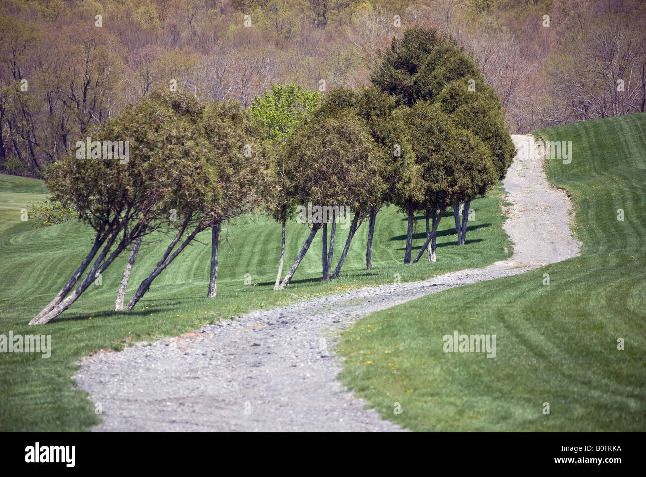 Trees and winding road Stock Photo - Alamy
