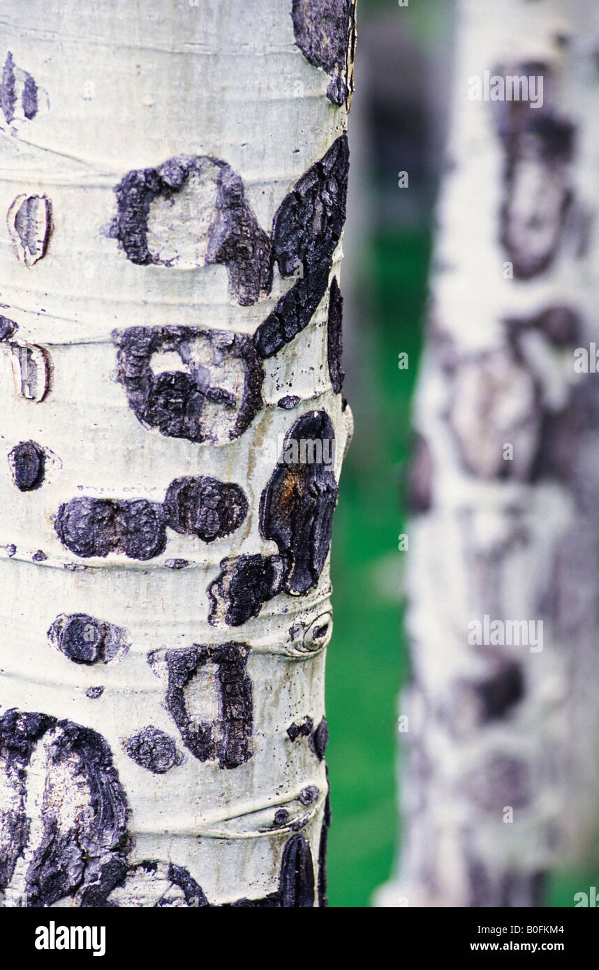 The trunk of a Aspen tree with a second one in the background Stock ...