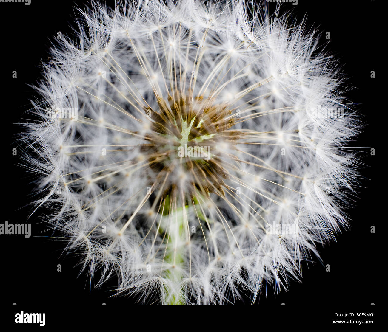 dandelion flower seed head Taraxacum officinale Asteraceae close up ...