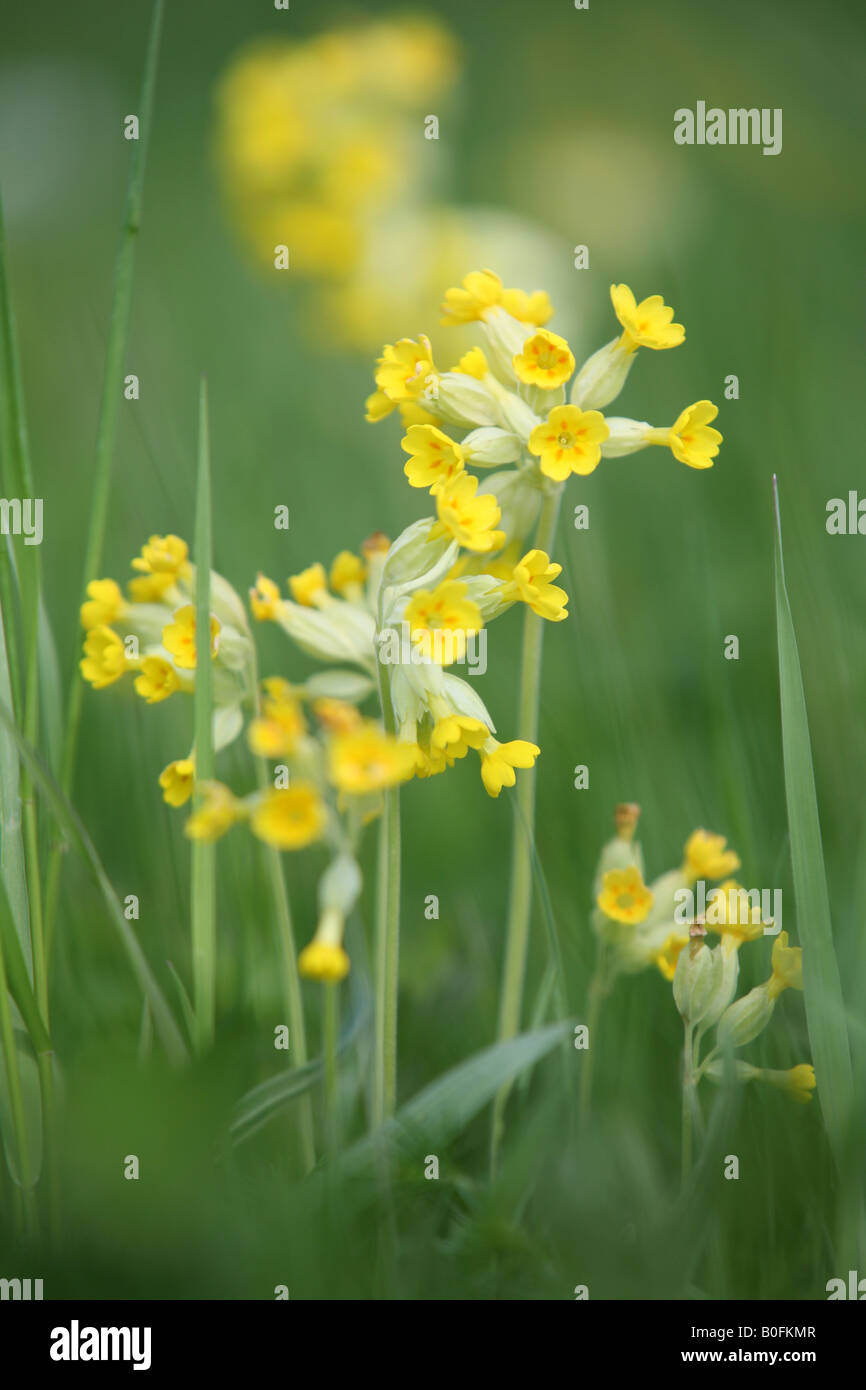 Cowslips grass hi-res stock photography and images - Alamy