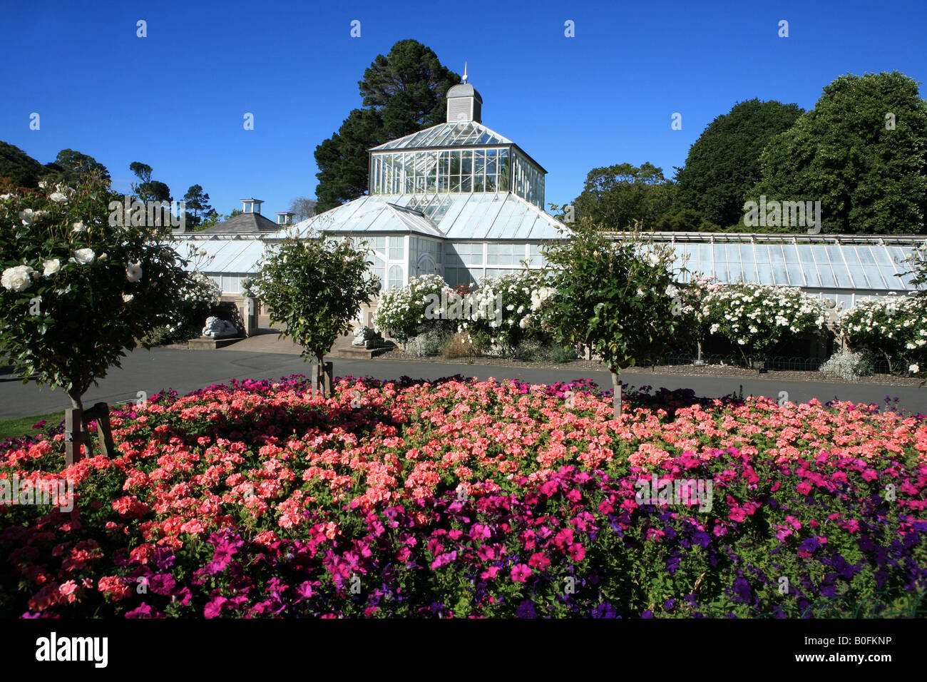 Flowers in front of Hothouse in the Botanical gardens Dunedin Stock ...