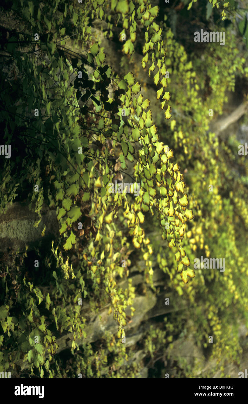 Veneris hi-res stock photography and images - Alamy