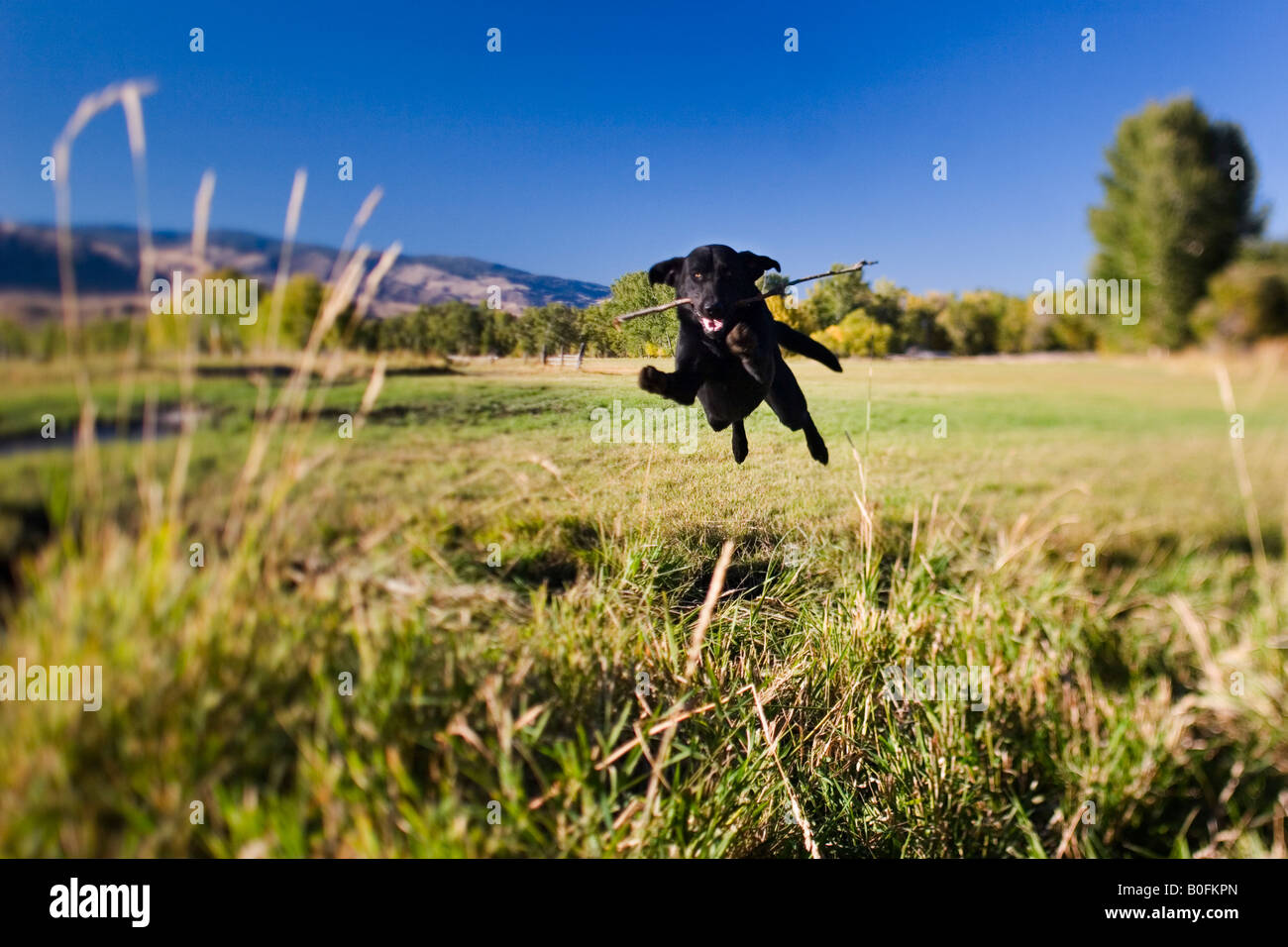 Black Lab retrieving a stick while playing fetch Stock Photo - Alamy