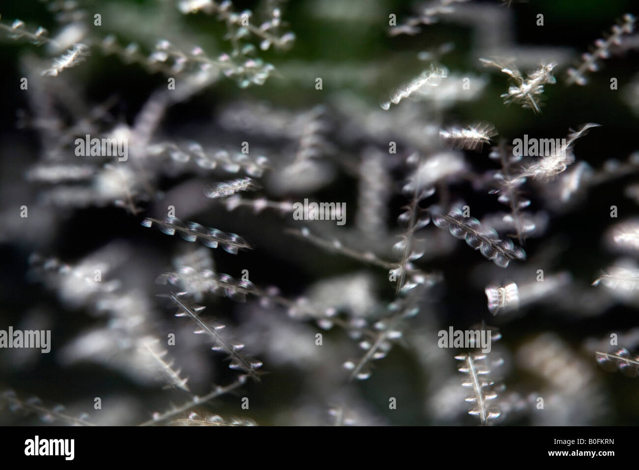 midges in flight creating blurred movement Stock Photo - Alamy