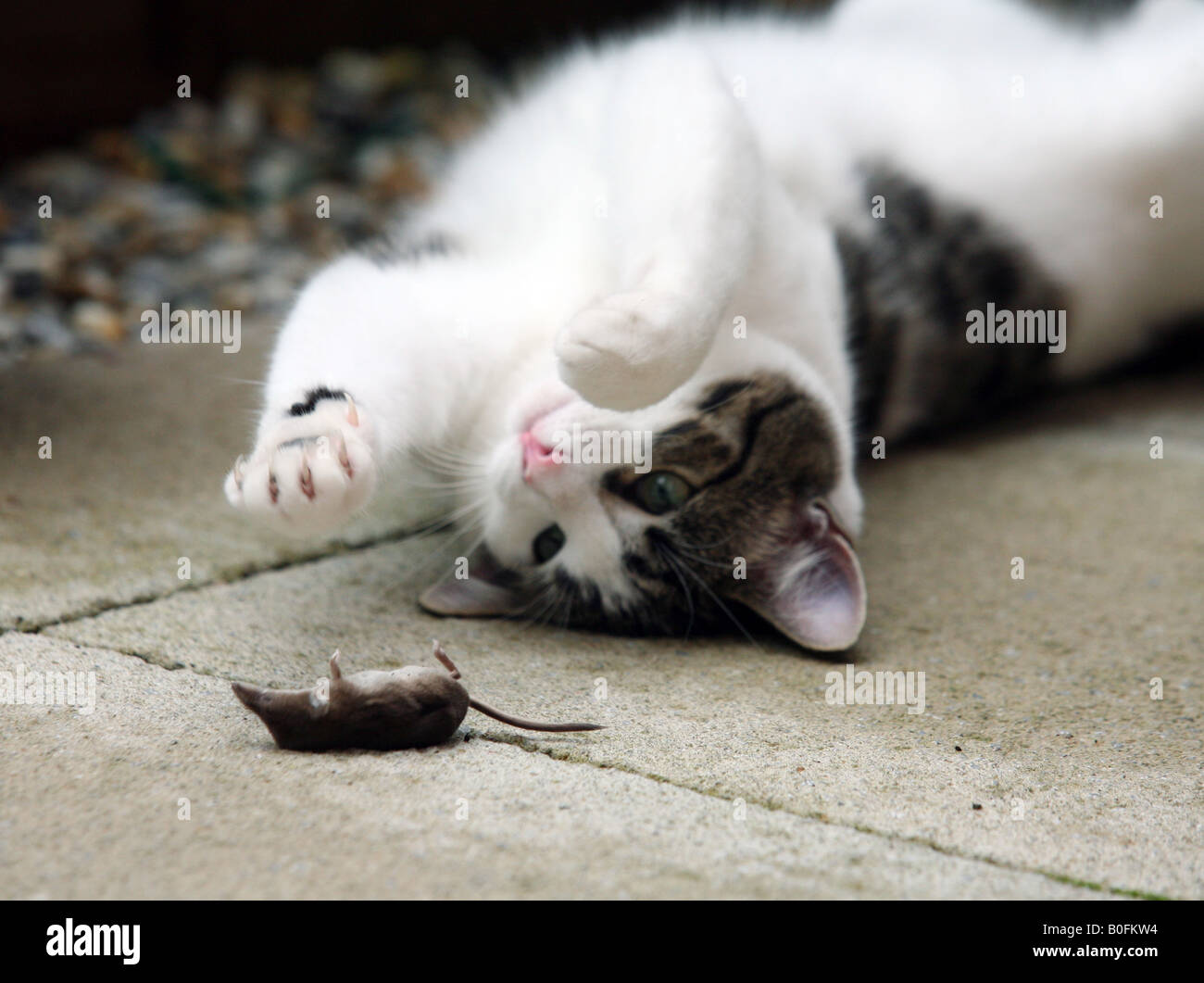 A Cat playing with a Mouse Stock Photo - Alamy