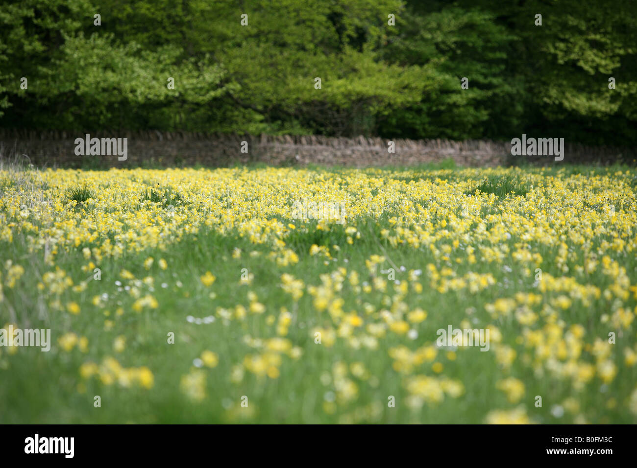 Field of Cowslips Stock Photo - Alamy