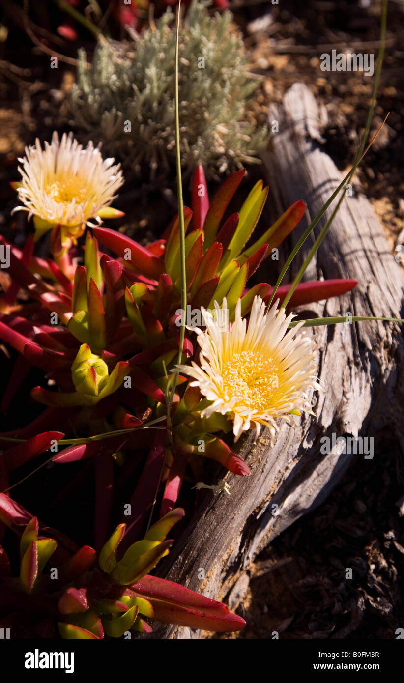 Cape daisies hi-res stock photography and images - Alamy
