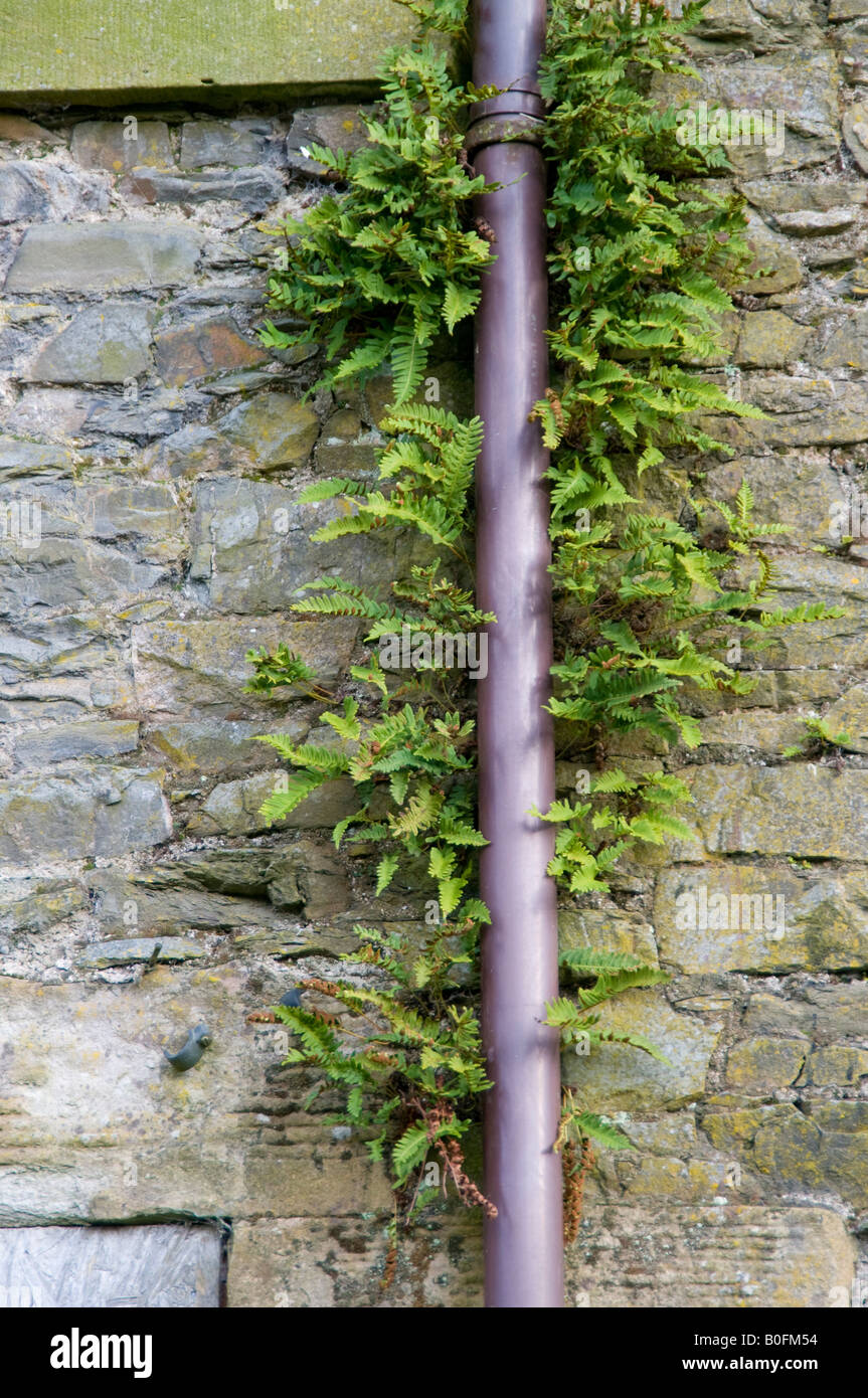 Common Polypod Polypodium vulgare fern growing up leaking drain pipe ...
