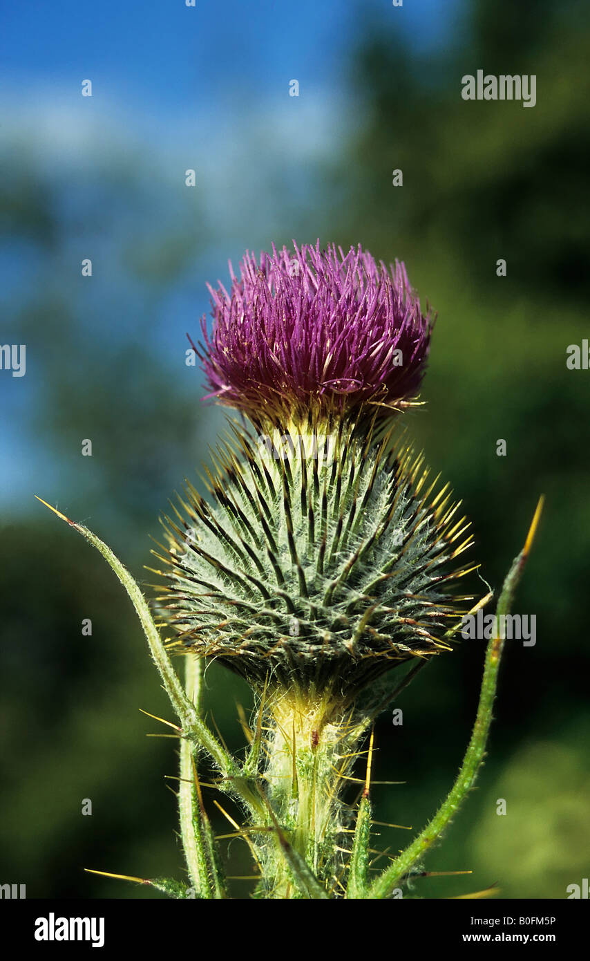 Spear thistle seed head hi-res stock photography and images - Alamy