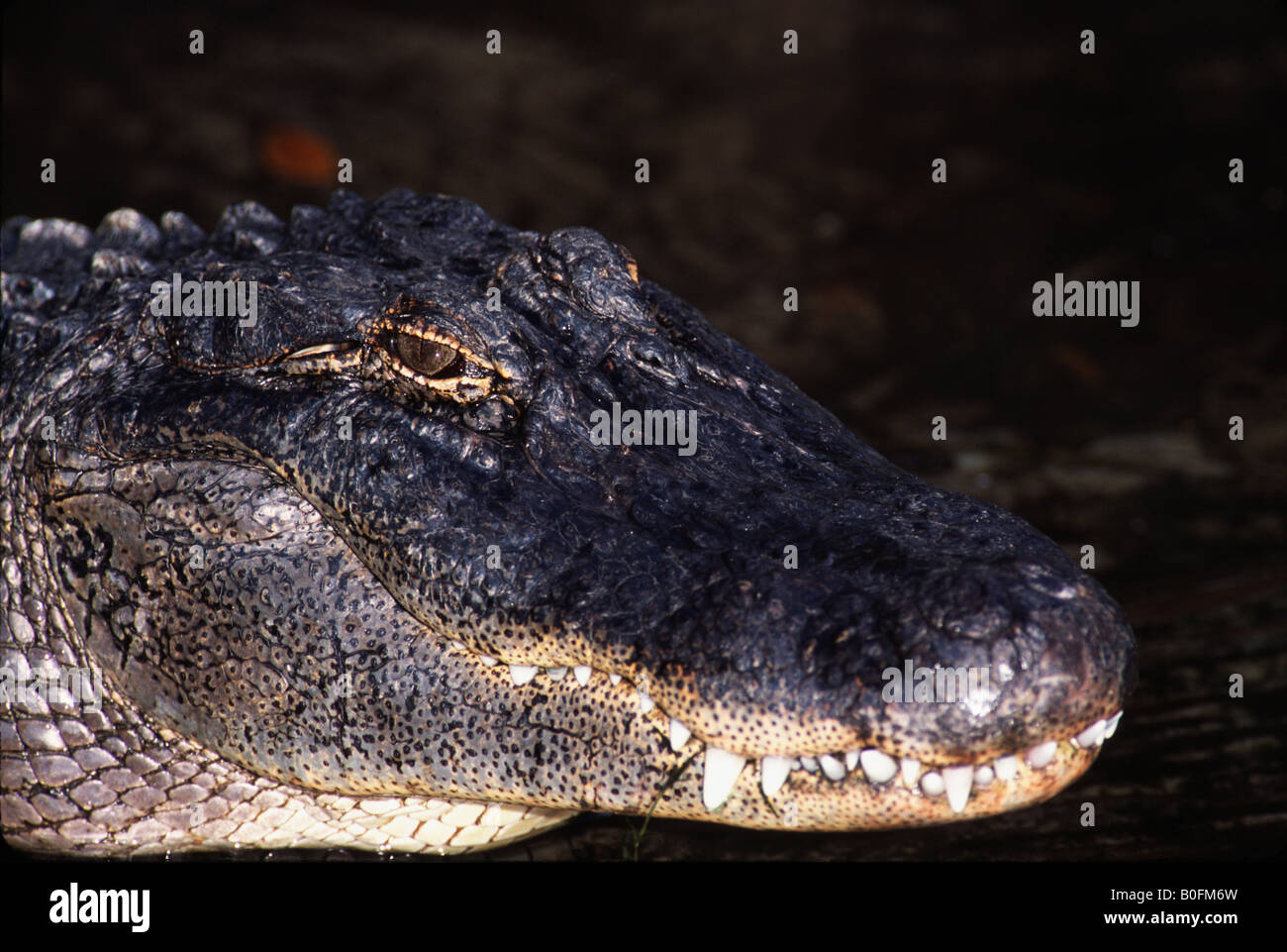 A close up image of the head of an American Alligator in Florida Stock ...