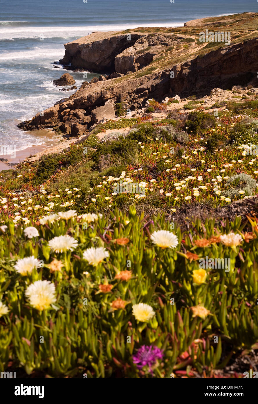 Colourful flowers wildflowers blooming hi-res stock photography and ...