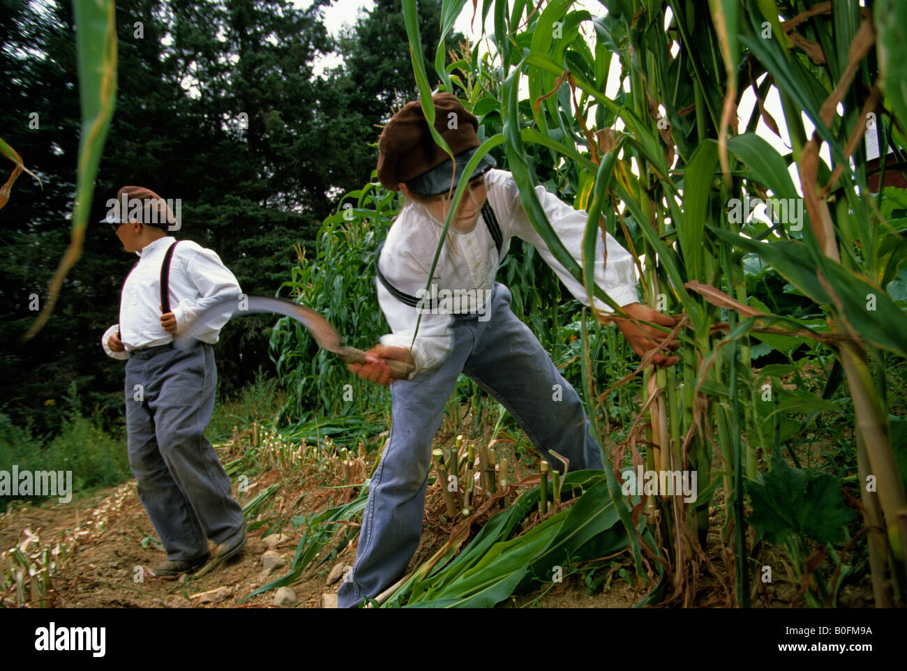 Corn harvest history historical hi-res stock photography and images - Alamy