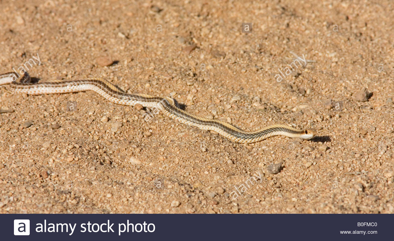 Western Patch Nosed Snake High Resolution Stock Photography and Images ...