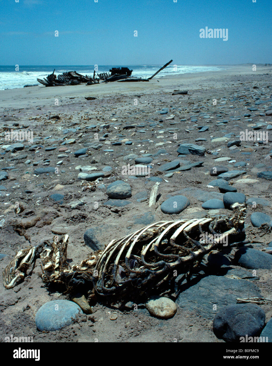 Seal skeleton and shipwreck on the remote Skeleton Coast National Park ...
