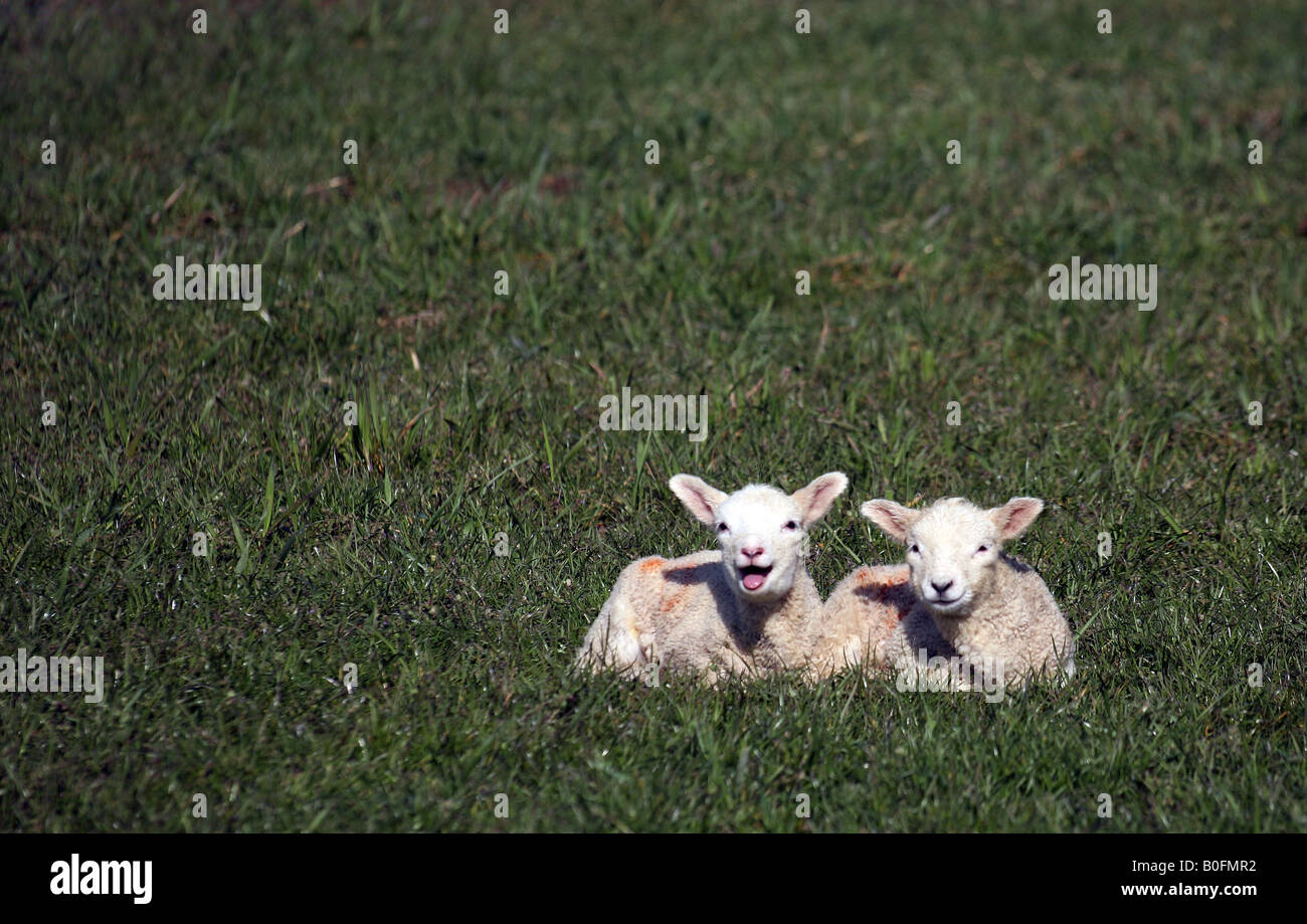 New born Lambs bleating in a field at Steeple Bumpstead on the Essex ...