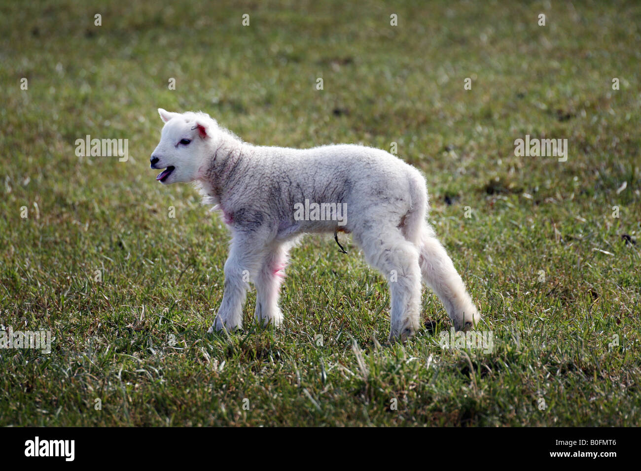 Newborn lamb bleating in a field in Steeple Bumstead on the Essex ...
