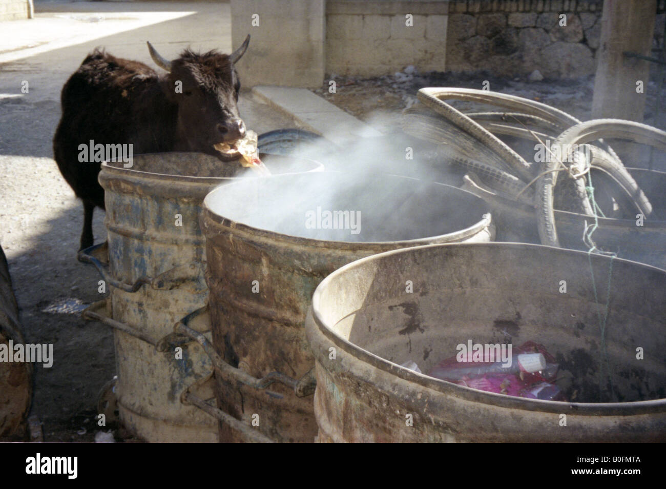 Cow eating garbage from steaming refuse drums,Zhongdian,China Stock ...