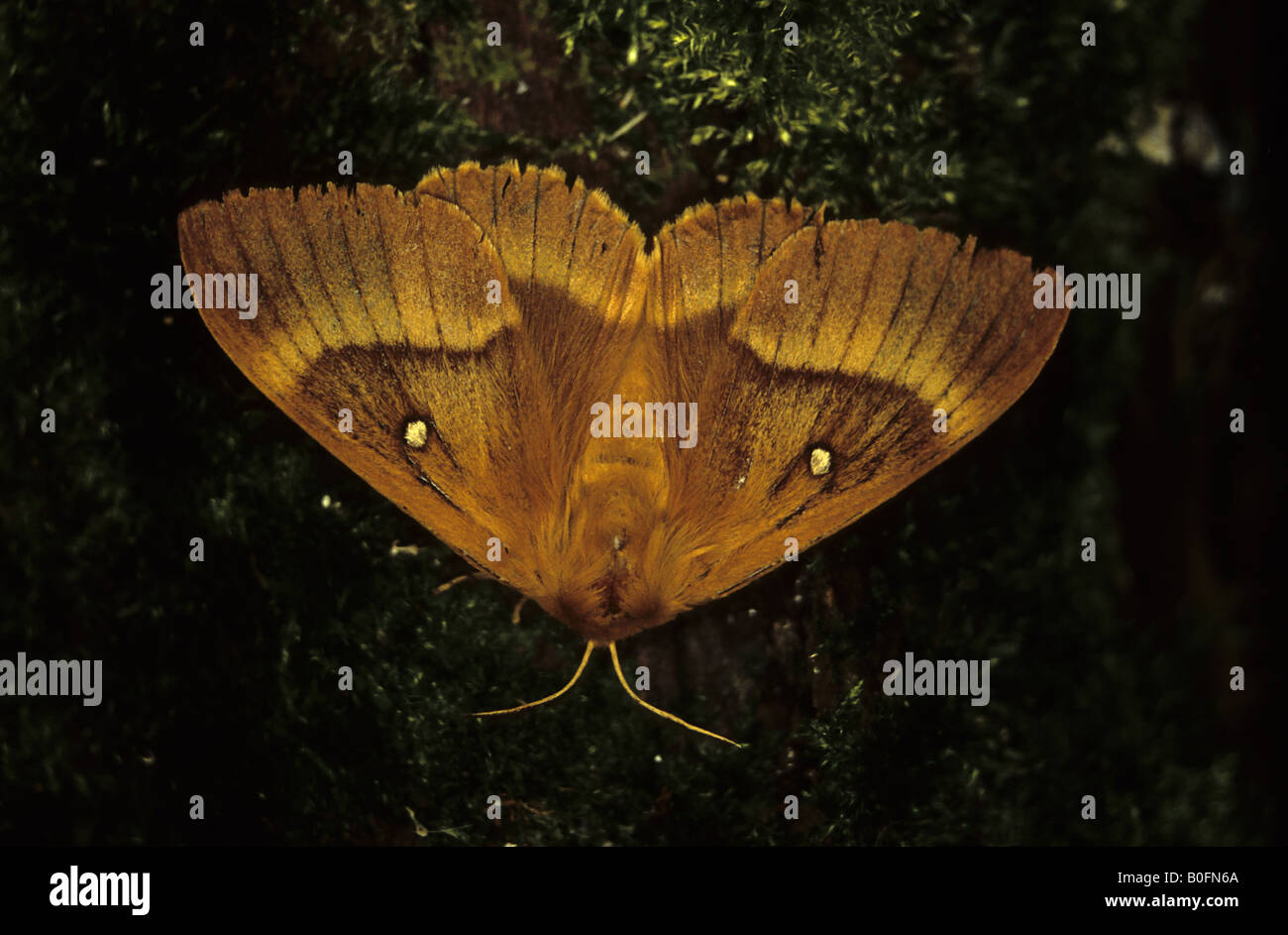 Oak Eggar Moth Stock Photo - Alamy