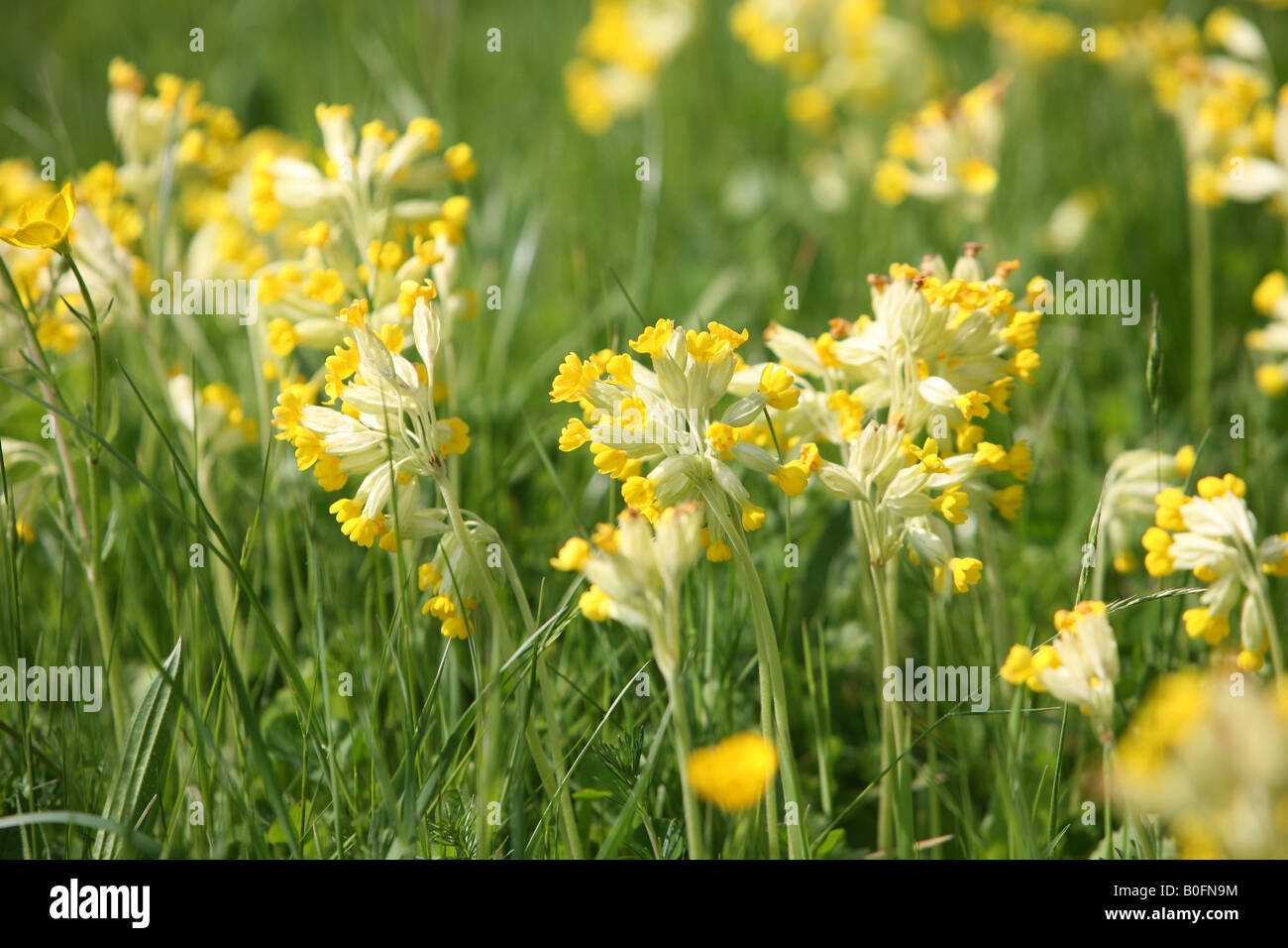 Field of Cowslips Stock Photo - Alamy