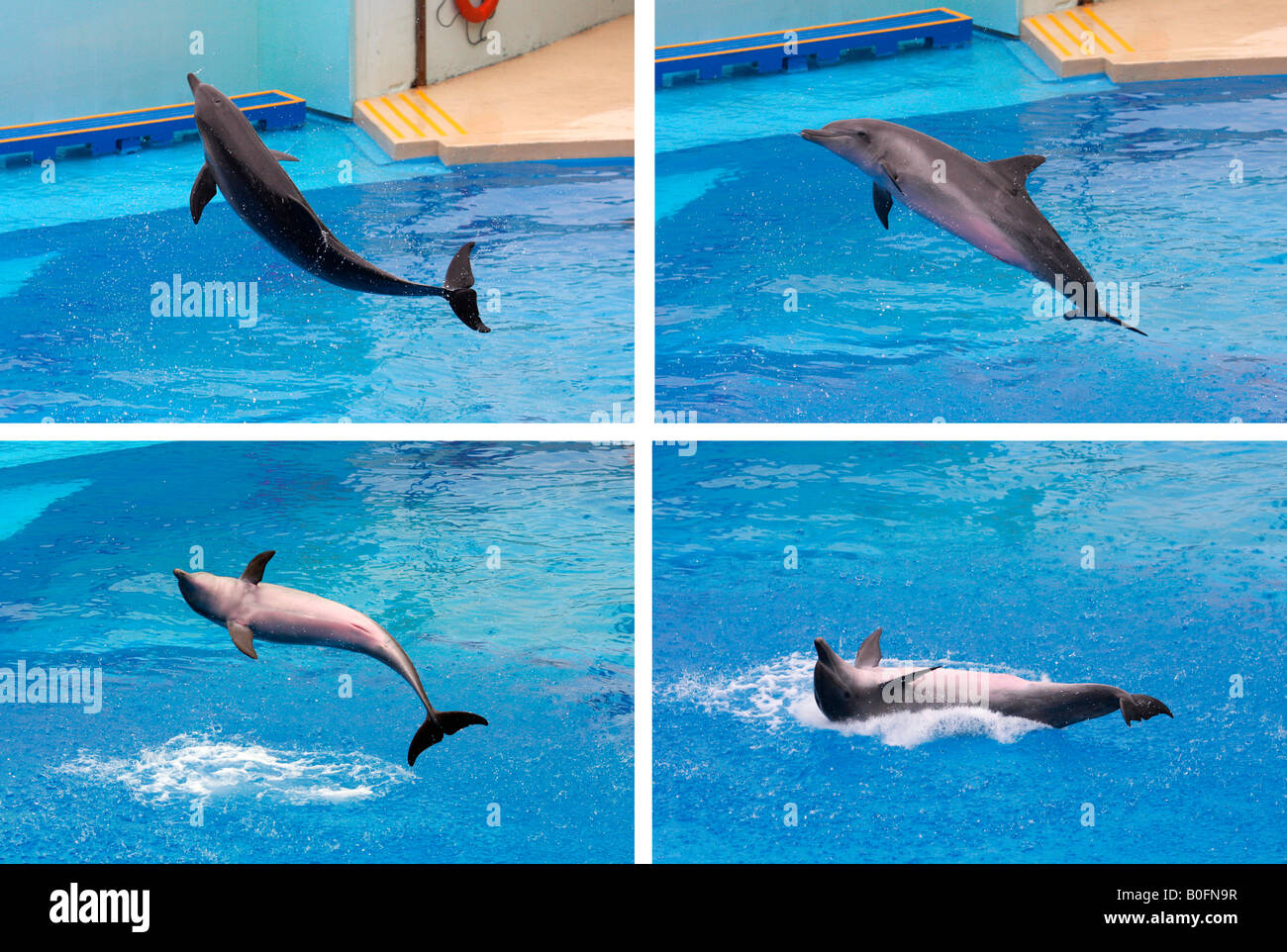 Dolphin Twist - Sequence of four photos of a dolphin doing a twist and ...