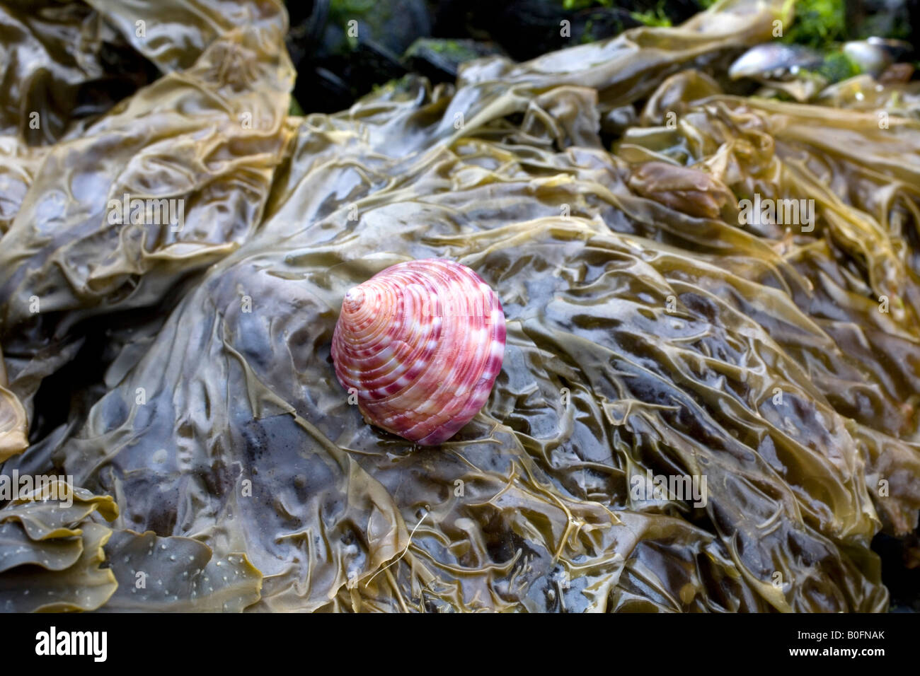 top shell rock pool cornwall Stock Photo - Alamy