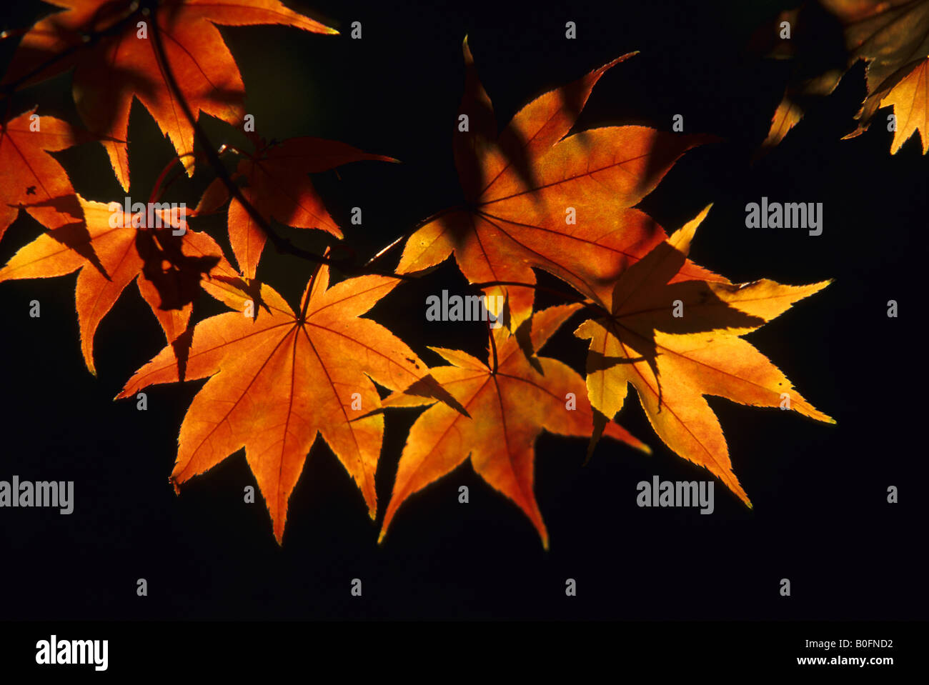 maple leaves in autumn backlit Stock Photo - Alamy